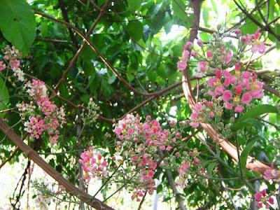 Criança do Futuro : Waköpünska Karipuna!: Da Vine = Jagube